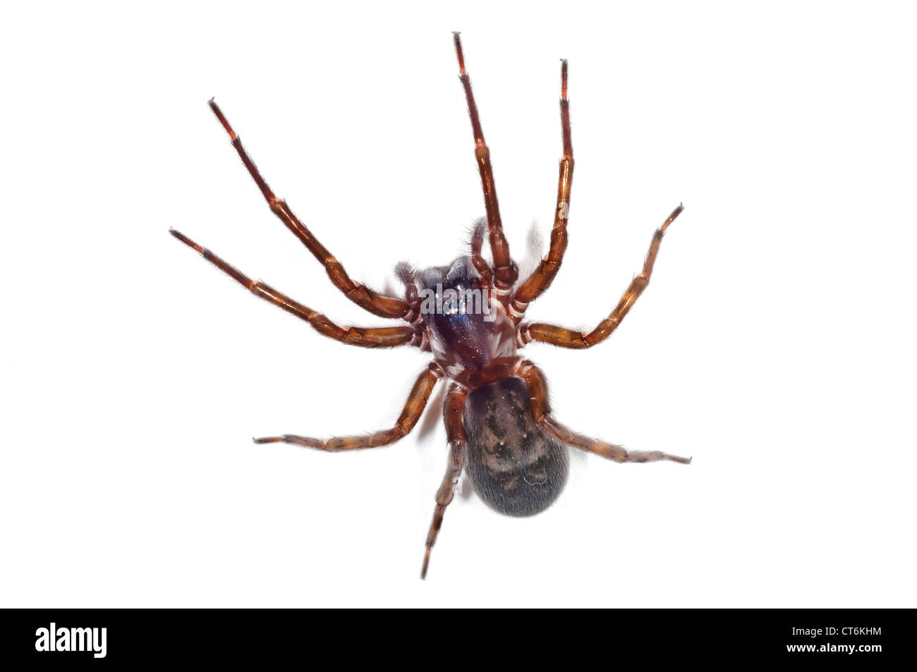 Spider leg Cut Out Stock Images & Pictures - Alamy