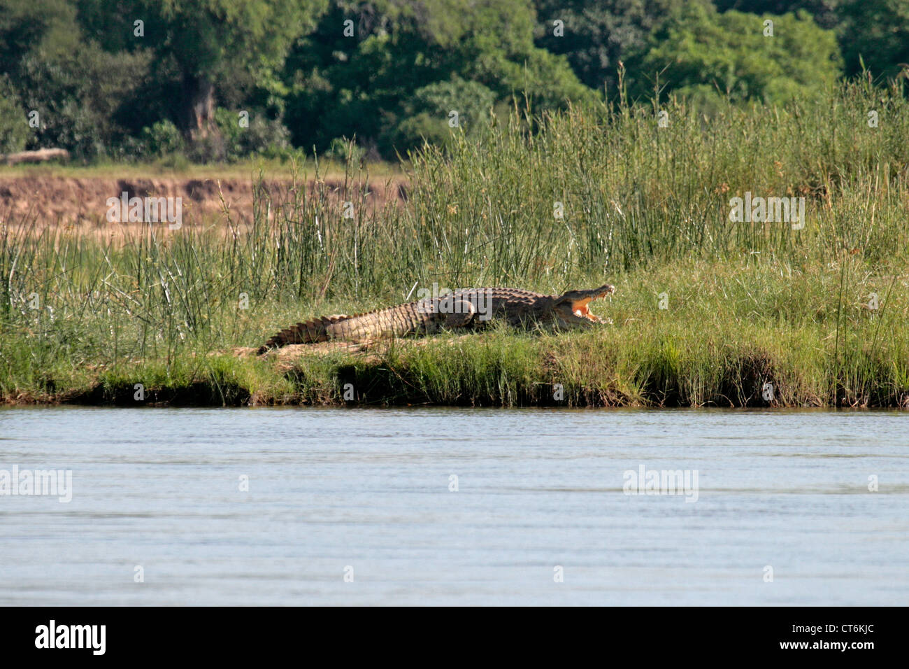 Nile crocodile basking on river bank Stock Photo - Alamy