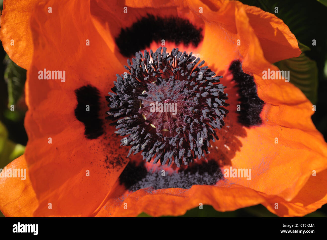 Centre of a poppy hi-res stock photography and images - Alamy
