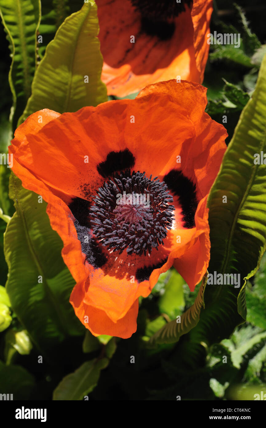 Flowering parts of a red oriental poppy flower (Papaver orientalis ...