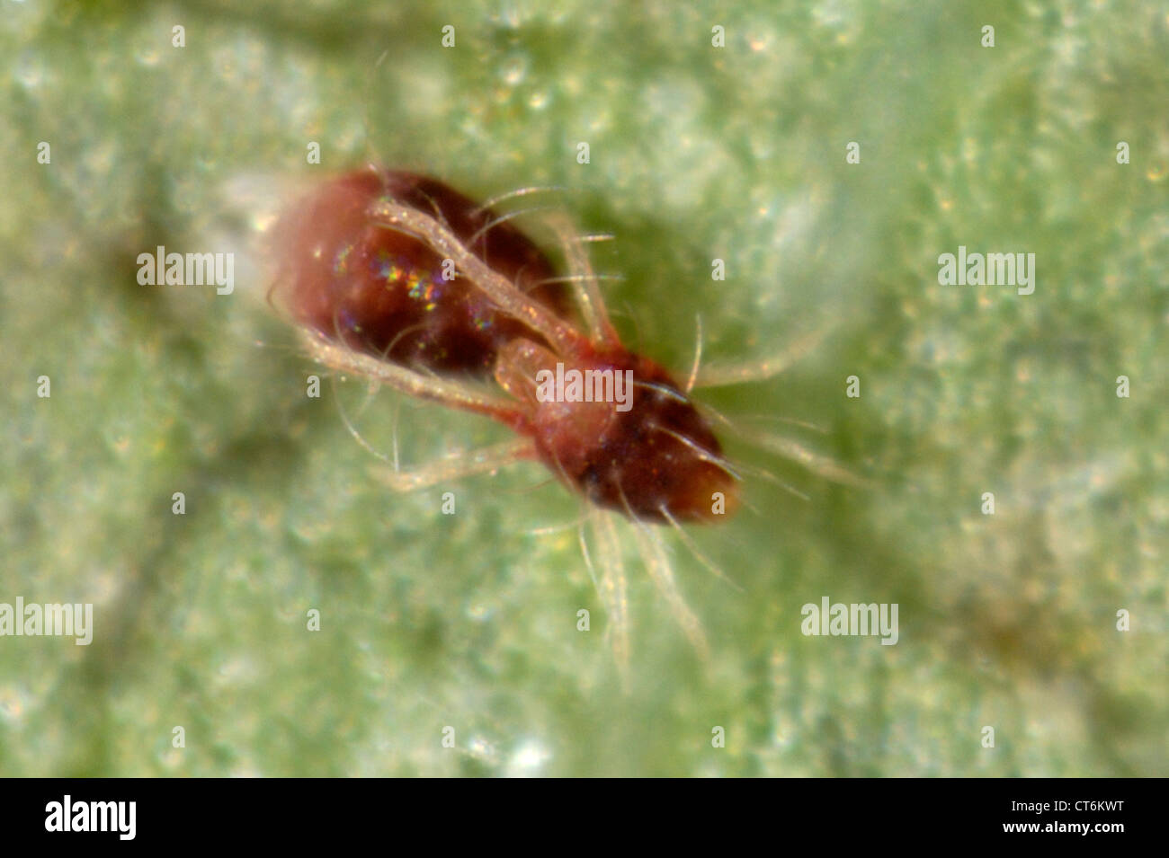 Carmine spider mites (Tetranychus cinnabarinus) mating pair Stock Photo ...