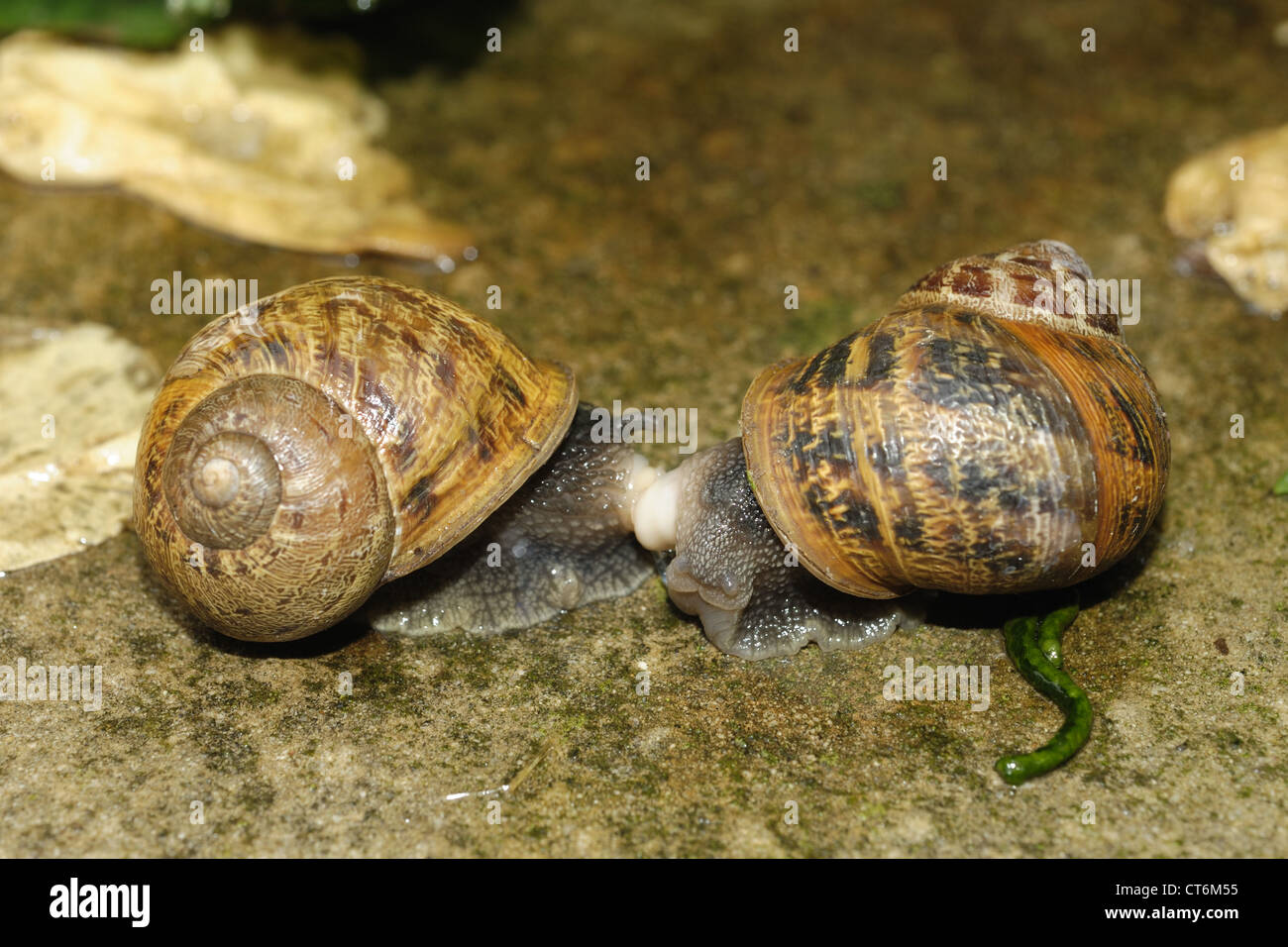 Garden snails Cornu aspersum mating on a rainy day Stock Photo - Alamy