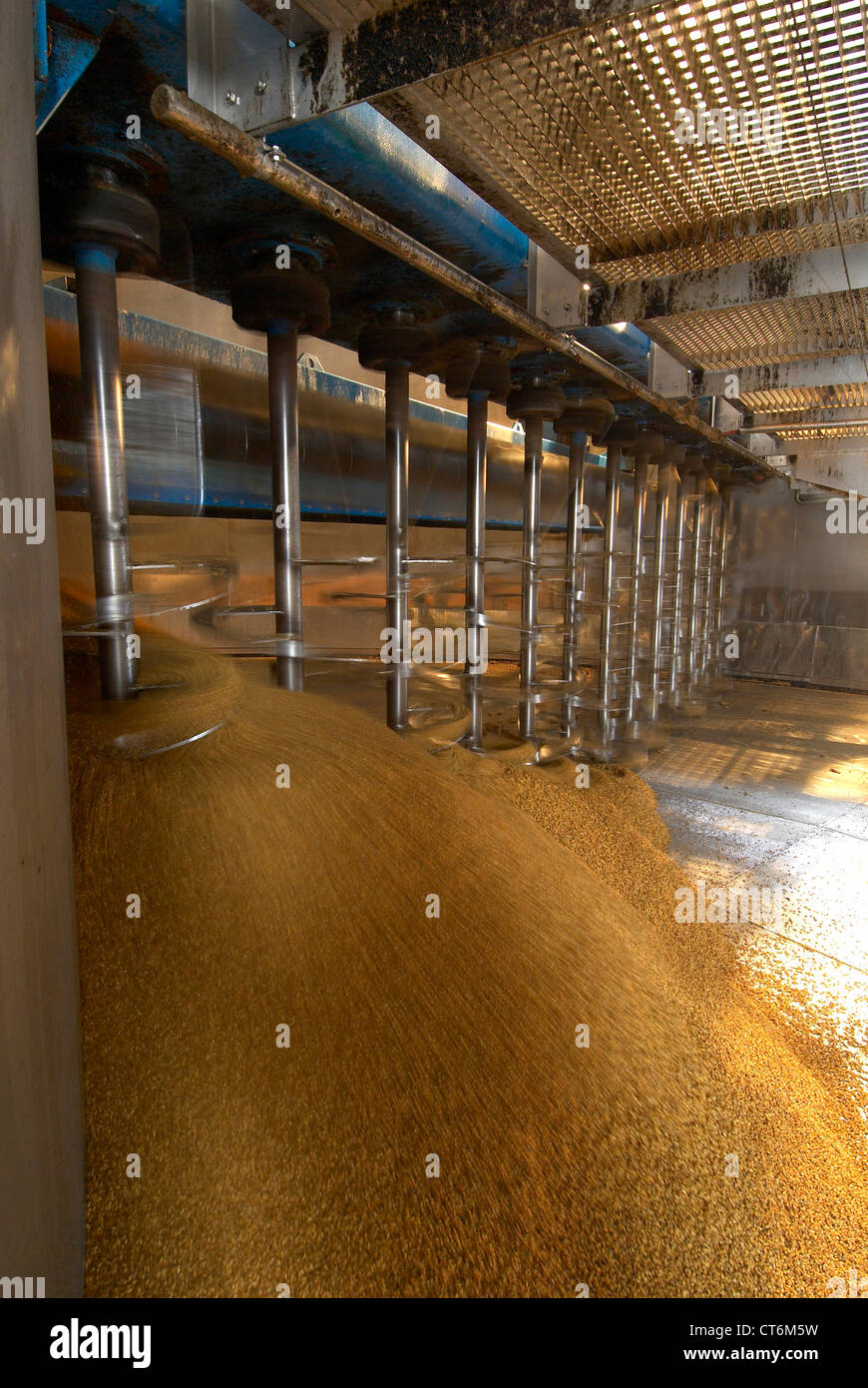 malted barley grains Stock Photo - Alamy