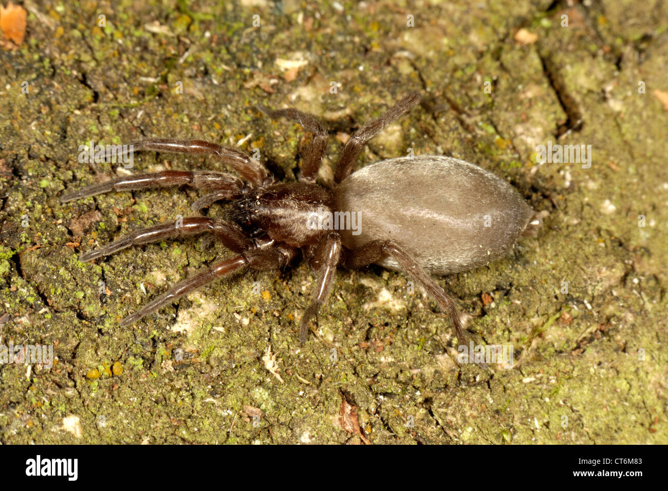 A mouse spider Scotophaeus blackwali on wood Stock Photo - Alamy