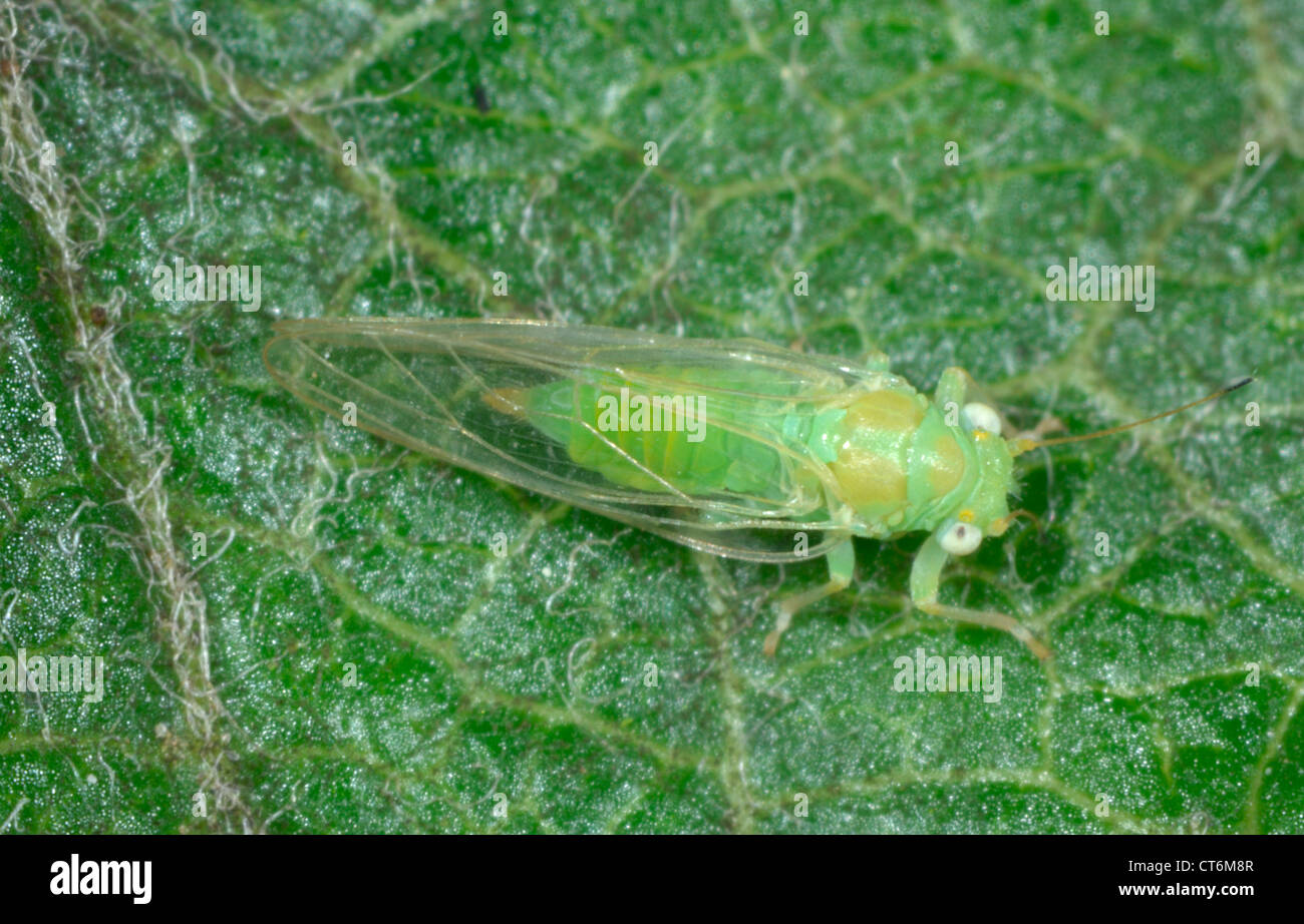 Cacopsylla hi-res stock photography and images - Alamy