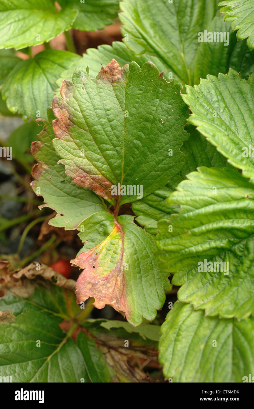 Grey mould Botrytis cinerea lesions on a strawberry leaf during a wet ...