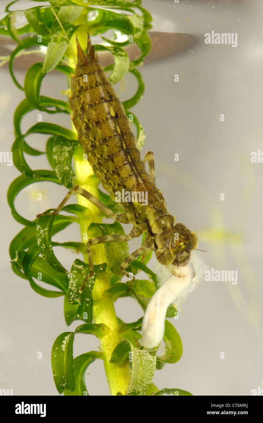 Dragonfly Feeding High Resolution Stock Photography and Images - Alamy