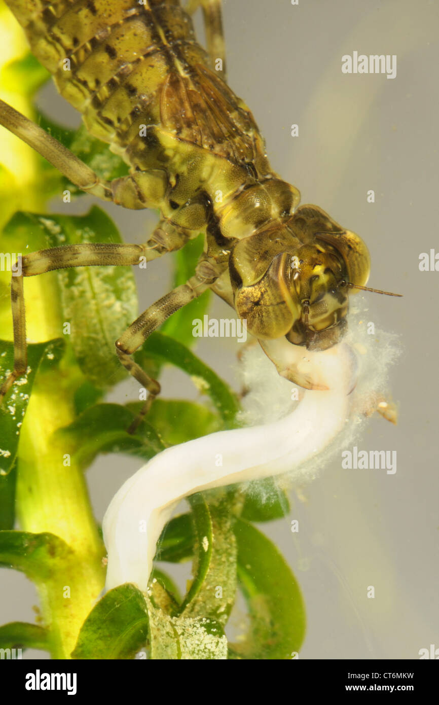 Southern hawker dragonfly Aeshna cyanea larva predator feeding on slug ...