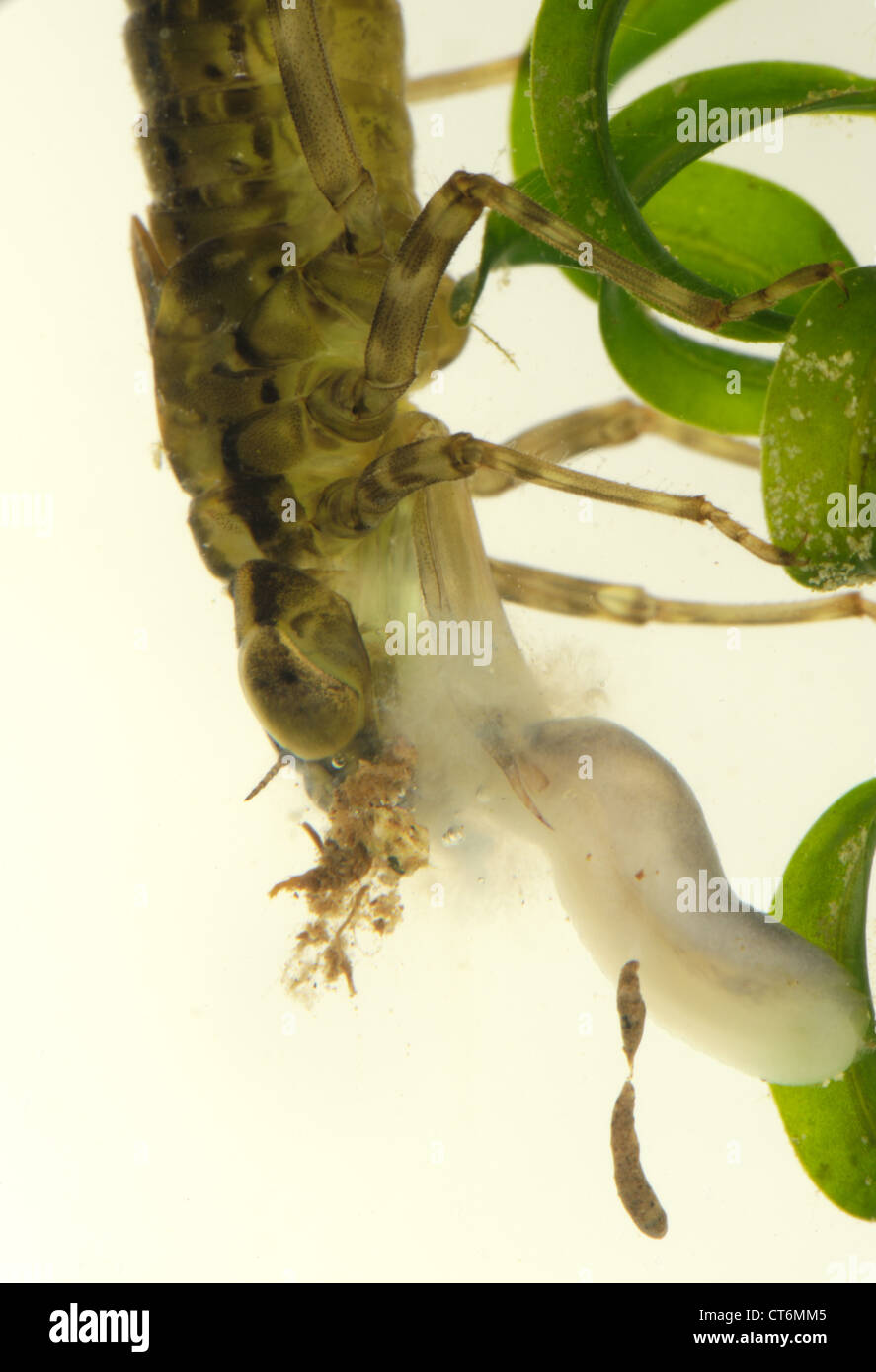 Southern hawker dragonfly Aeshna cyanea larva predator feeding on slug ...