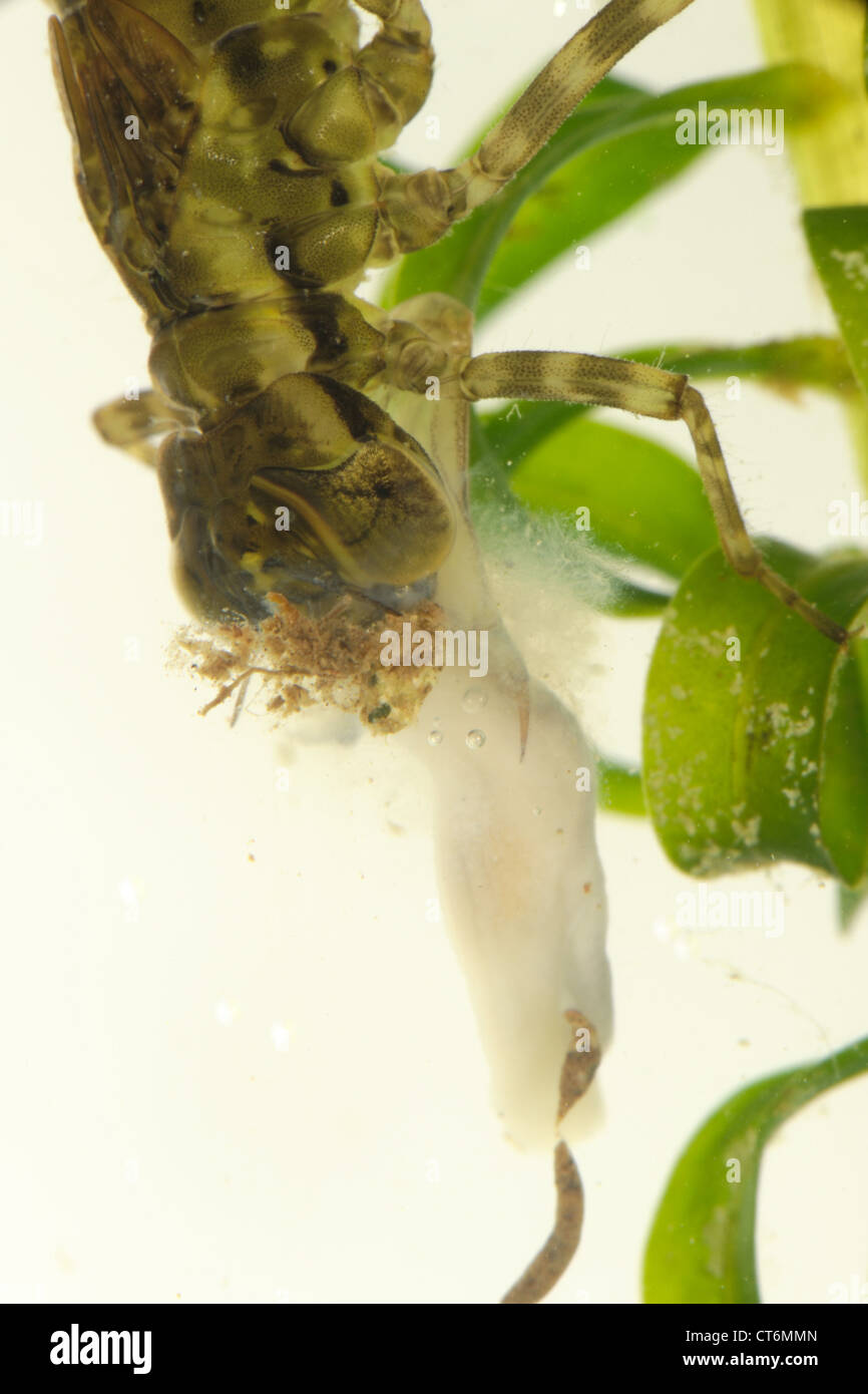 Southern hawker dragonfly Aeshna cyanea larva predator feeding on slug ...
