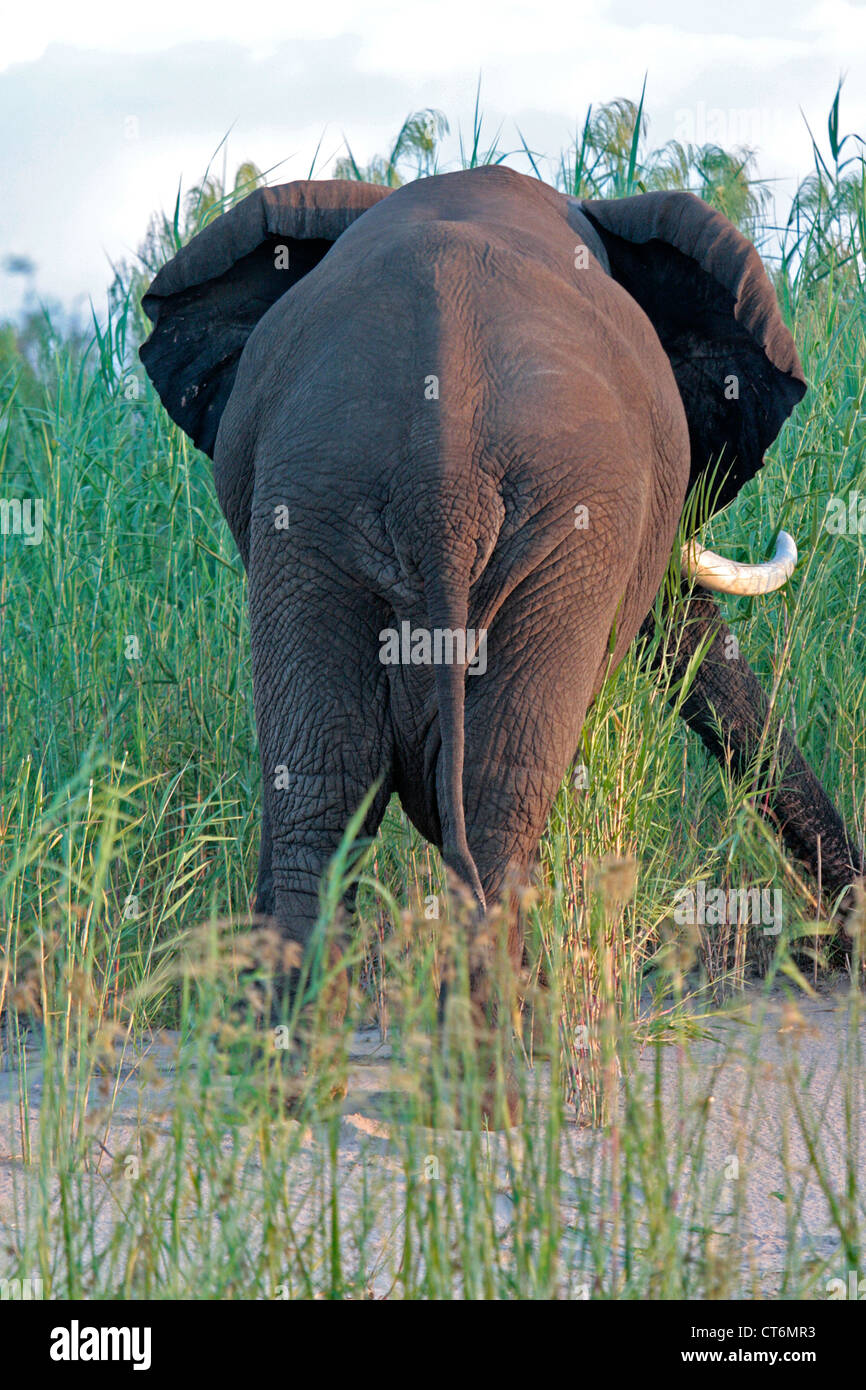 Elephant bum hi-res stock photography and images - Alamy
