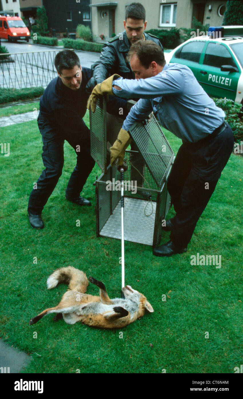 Taken by a fox hi-res stock photography and images - Alamy