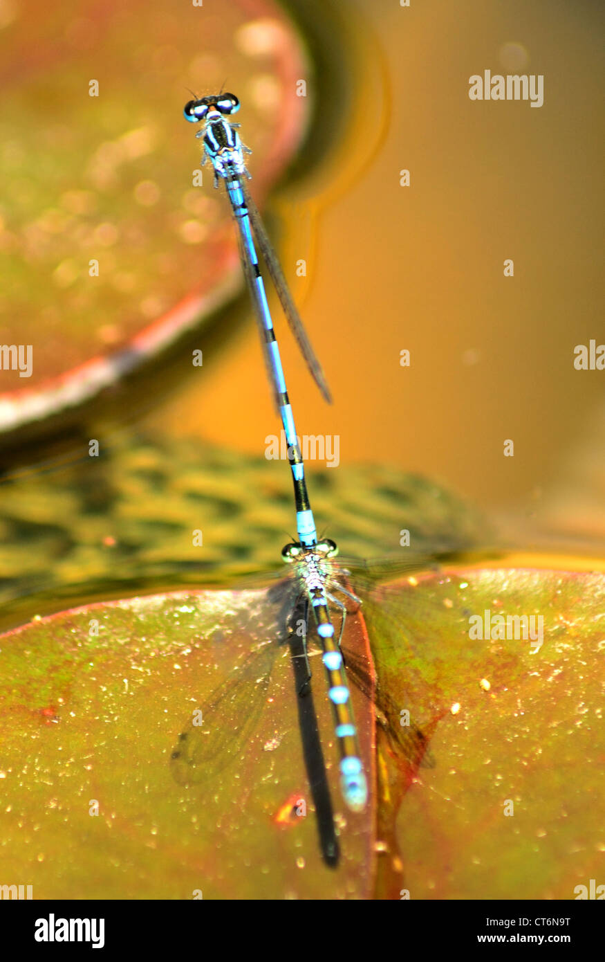 Damsel flies coupled together Stock Photo - Alamy