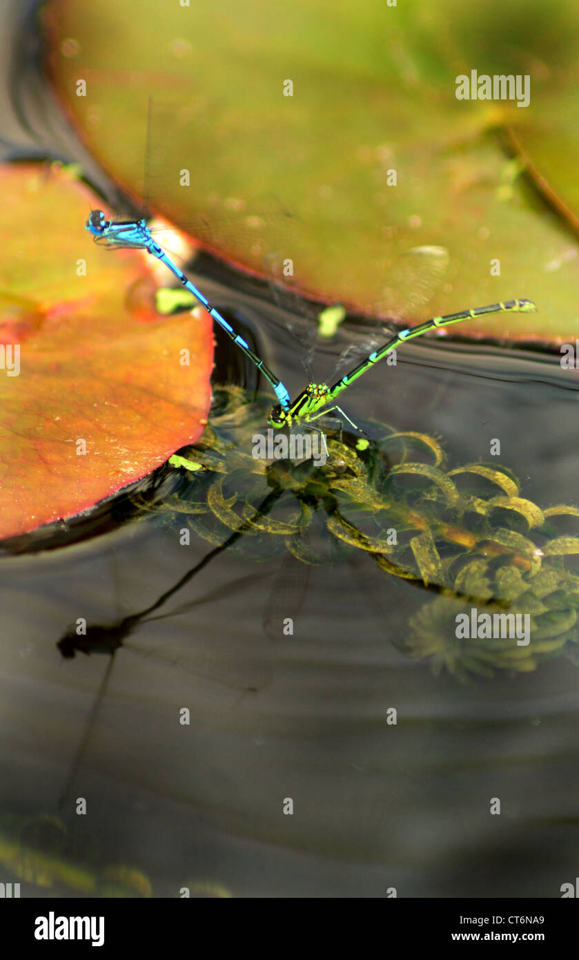 Damsel flies coupled together Stock Photo - Alamy