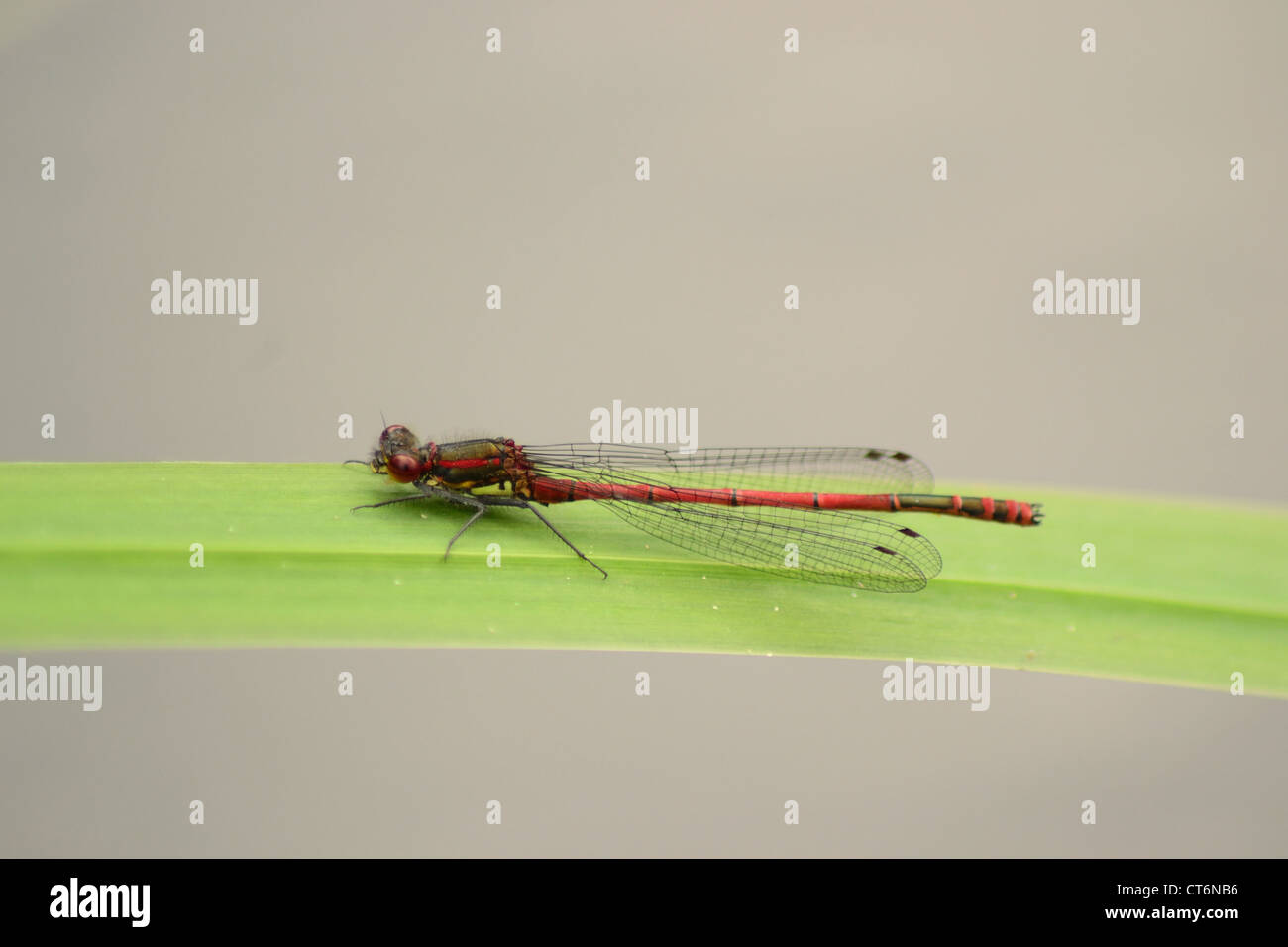 Damsel fly hi-res stock photography and images - Alamy