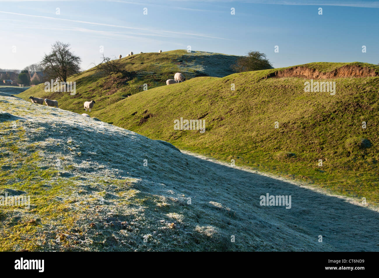 Sheep graze the frosted earthwork remains of the 12th century Motte ...