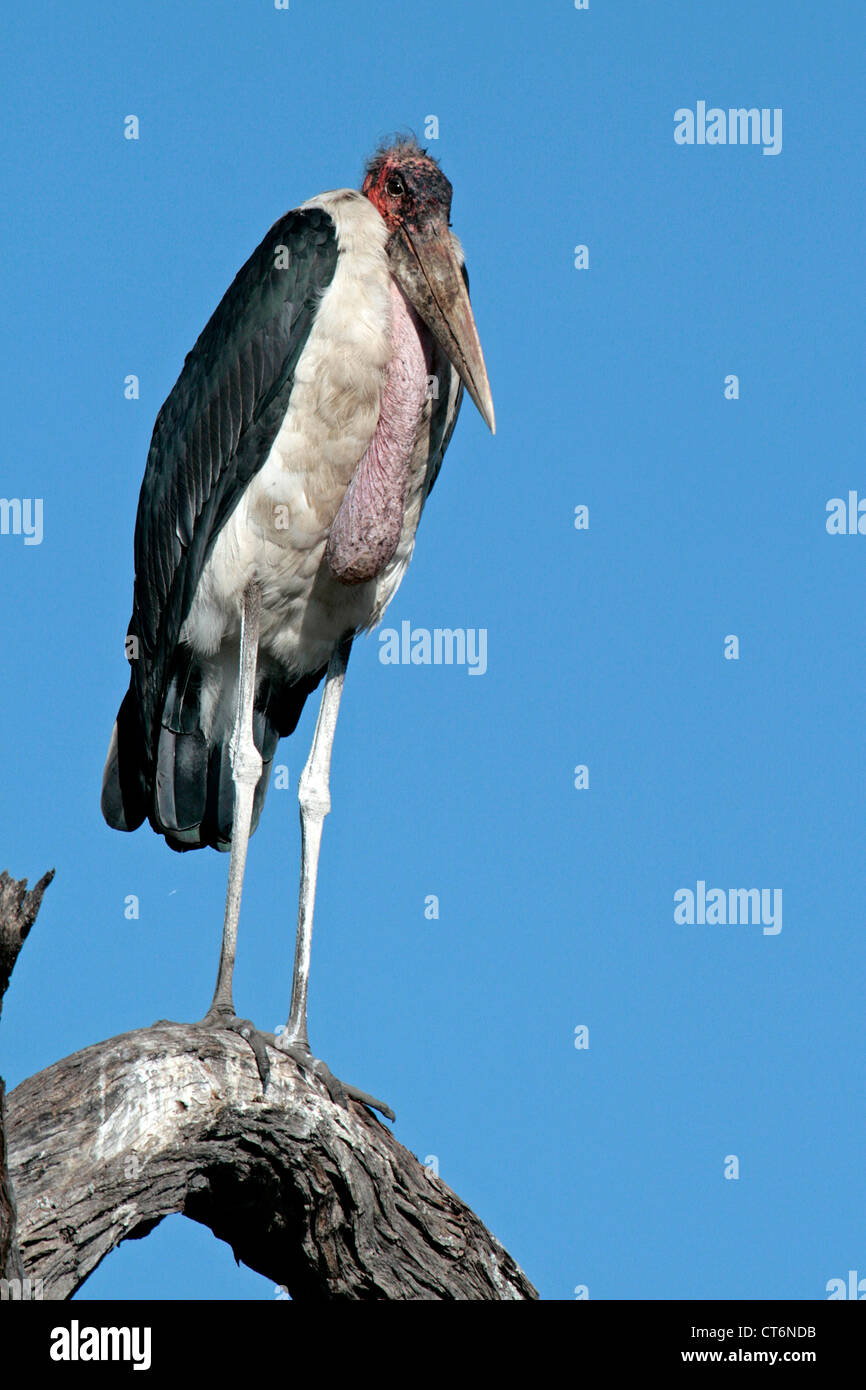 Maribu Stork High Resolution Stock Photography and Images - Alamy