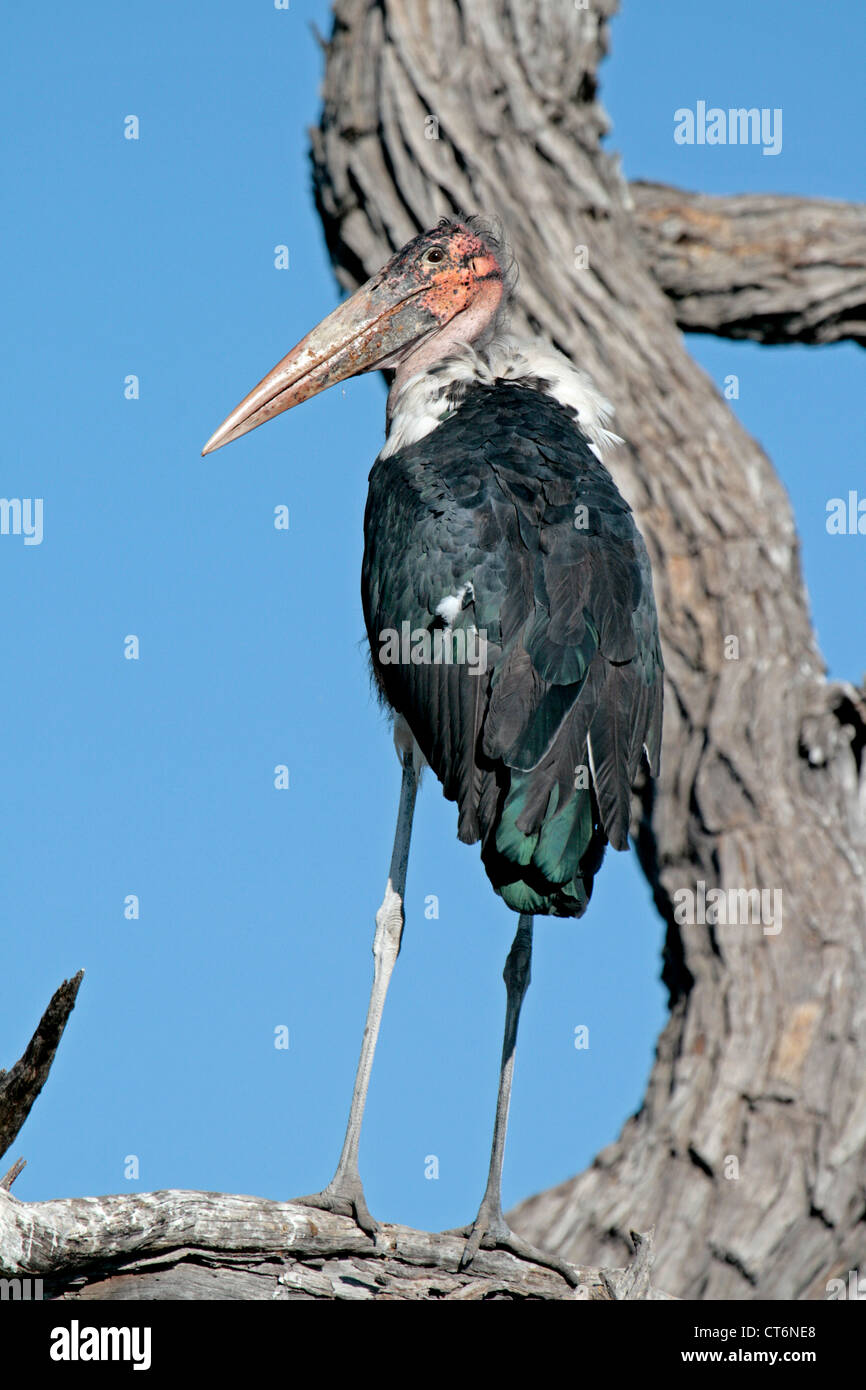Dead stork hi-res stock photography and images - Alamy