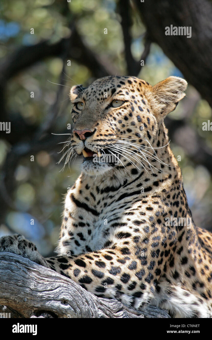 Leopard in a tree Stock Photo - Alamy