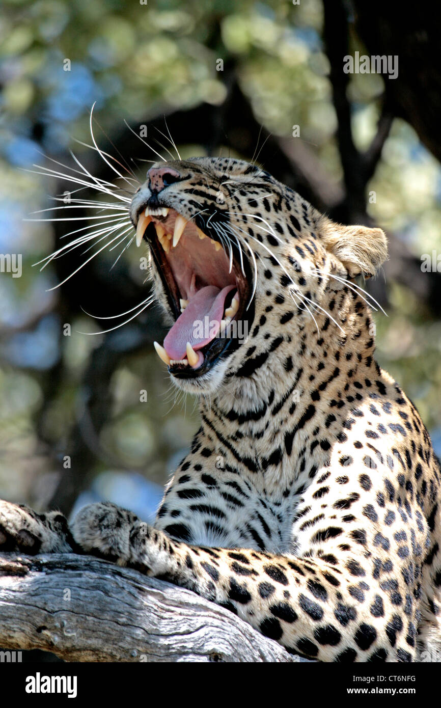 Leopard in a tree Stock Photo - Alamy