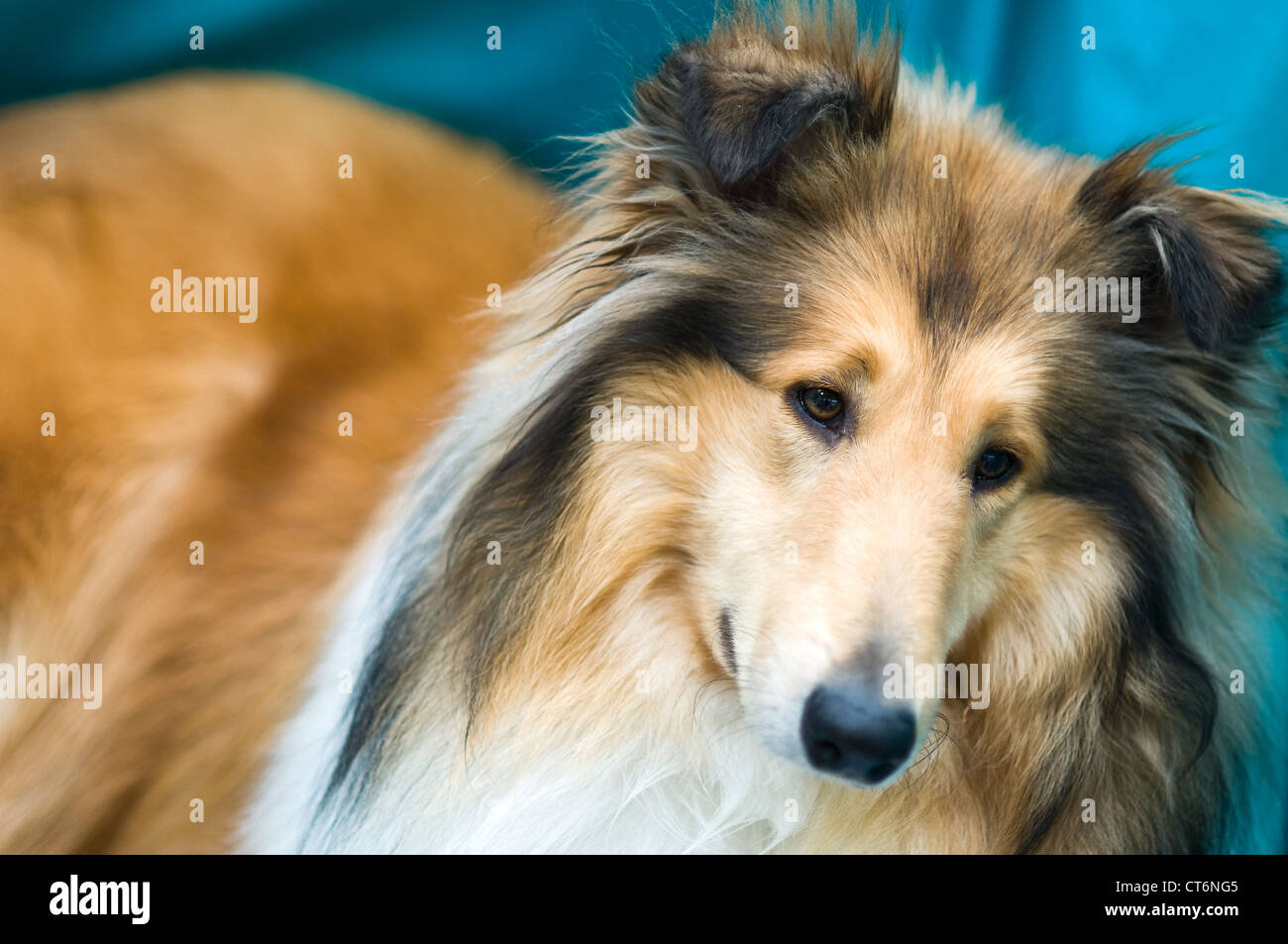 Melbourne dog dogs hi-res stock photography and images - Alamy