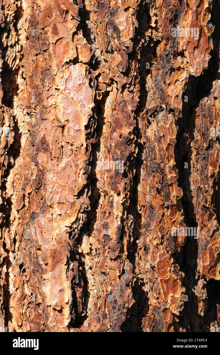 Pine tree bark hi-res stock photography and images - Alamy