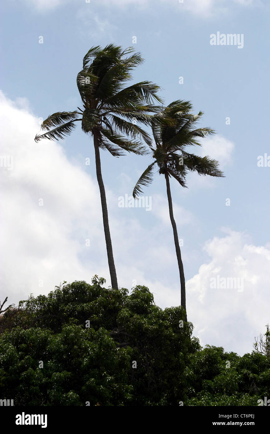 Palm trees in Brazil Stock Photo - Alamy