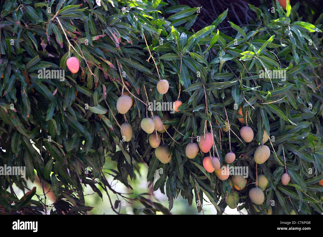 Behangener a tree with ripe mangoes in Brazil Stock Photo - Alamy