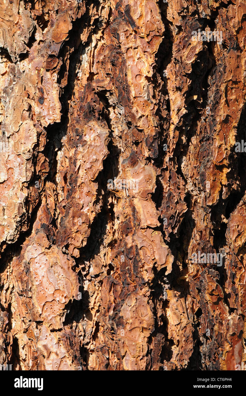 Pine tree bark Stock Photo - Alamy