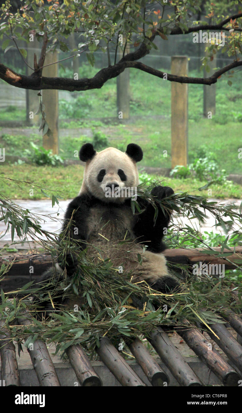 Chinese zoo bear hi-res stock photography and images - Alamy