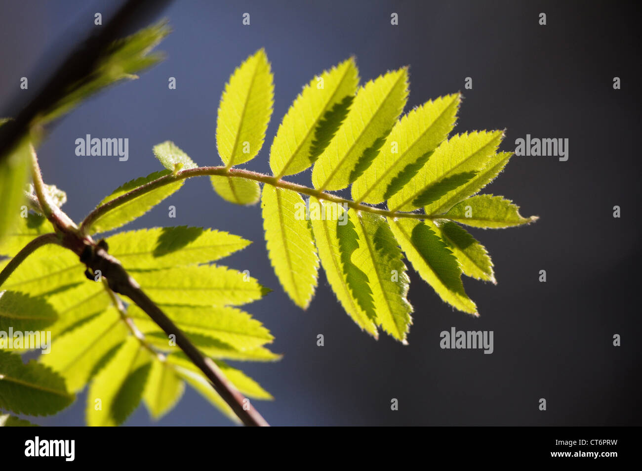 Leaves in summer Stock Photo - Alamy