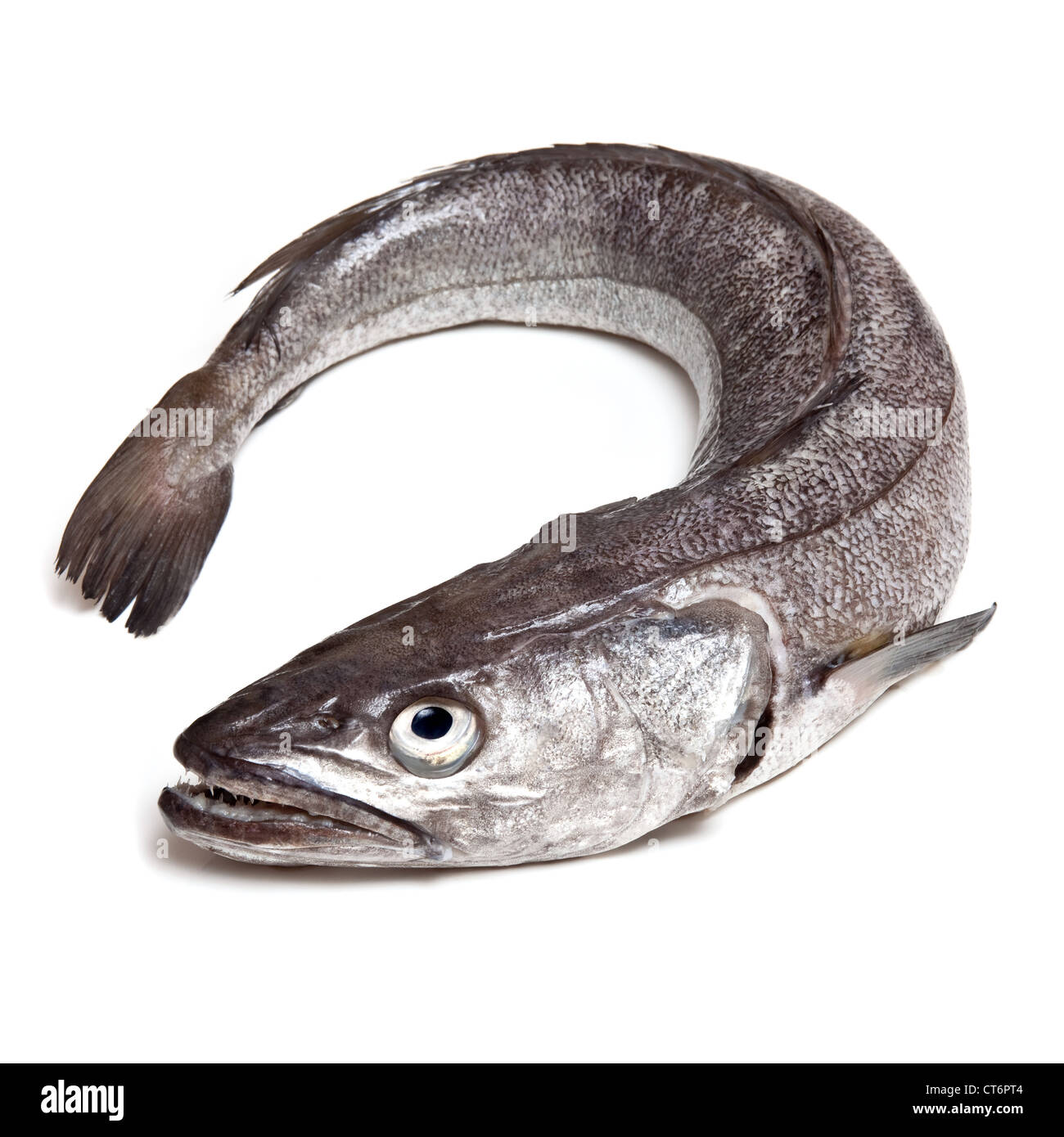 Hake fish (Merluccius merluccius) whole (2.2 kg) isolated on a white ...
