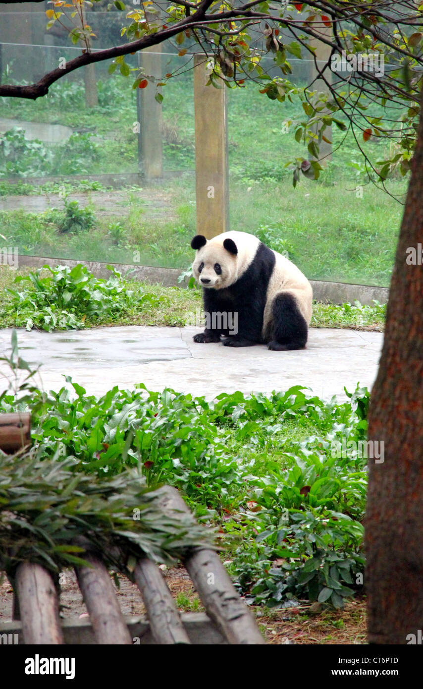 A Chinese giant panda at the Chongqing zoo Stock Photo - Alamy