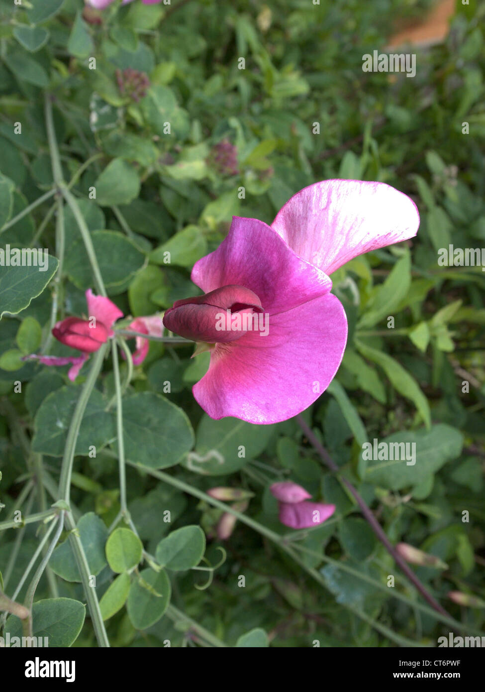 Sweet pea flower in an English garden Stock Photo - Alamy