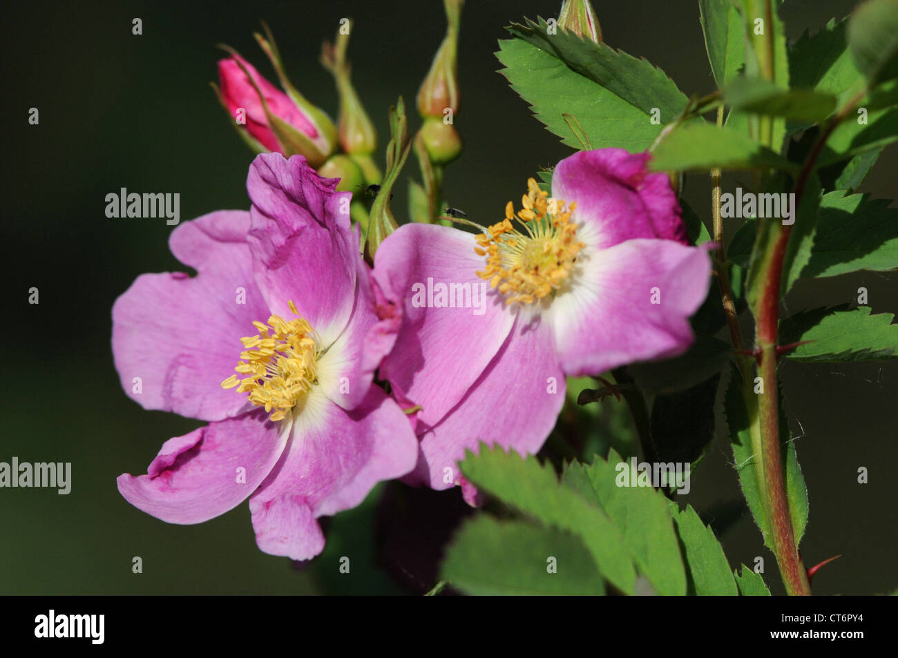 Wild roses hi-res stock photography and images - Alamy