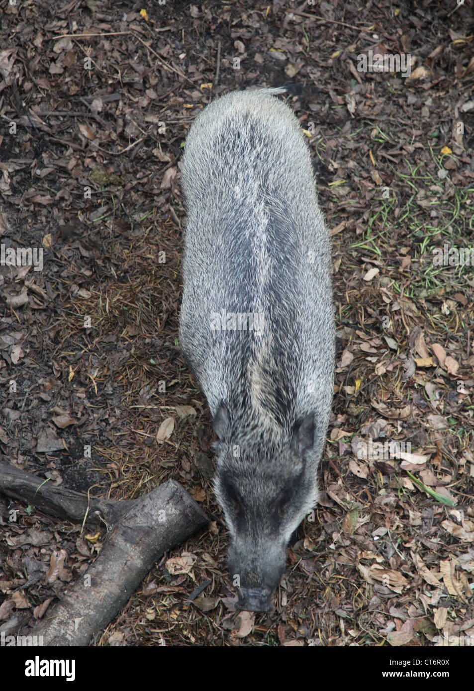 it's a photo of a Wild boar taken from the top of a tree. He is ...