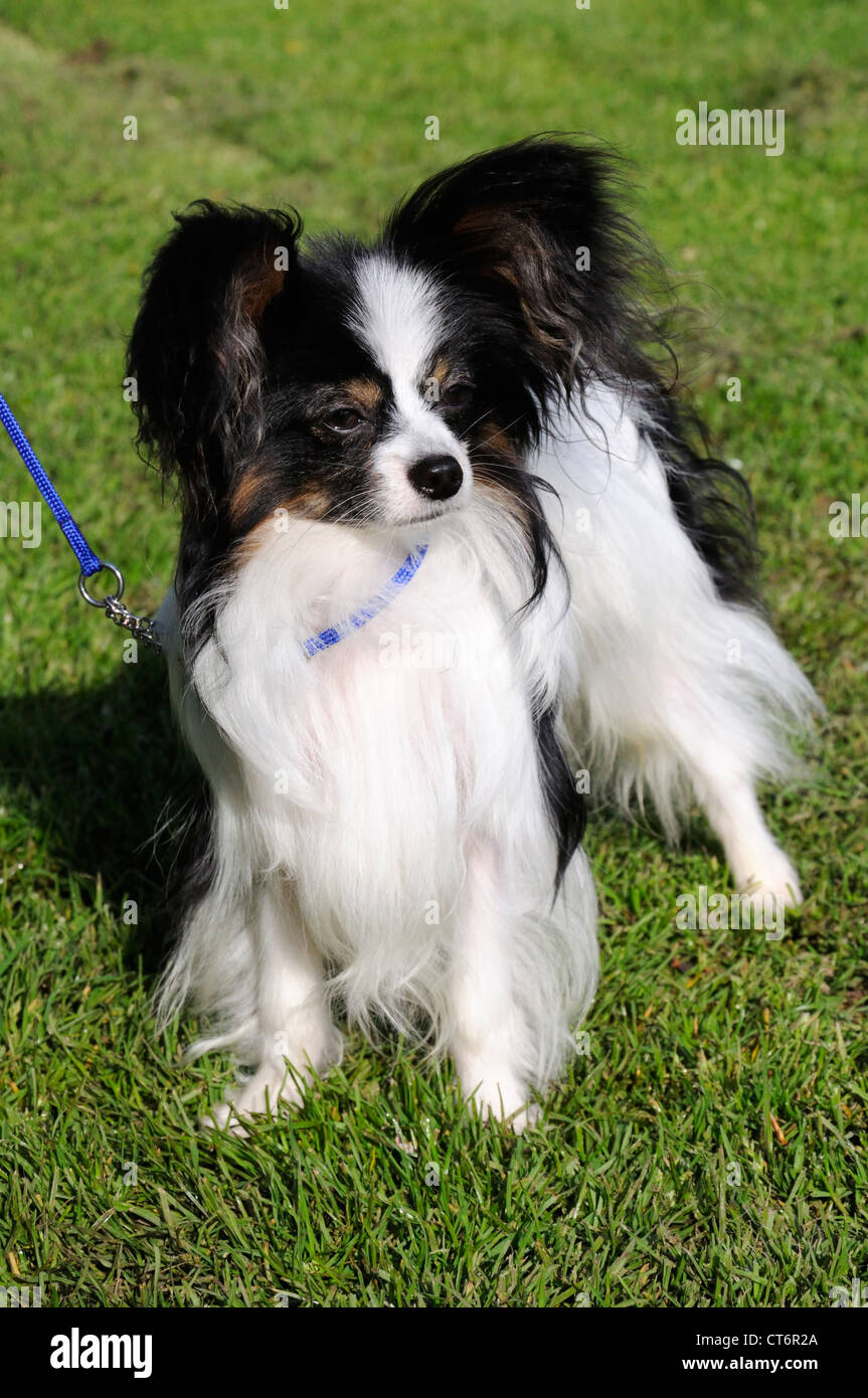 Papillon dog lead hi-res stock photography and images - Alamy