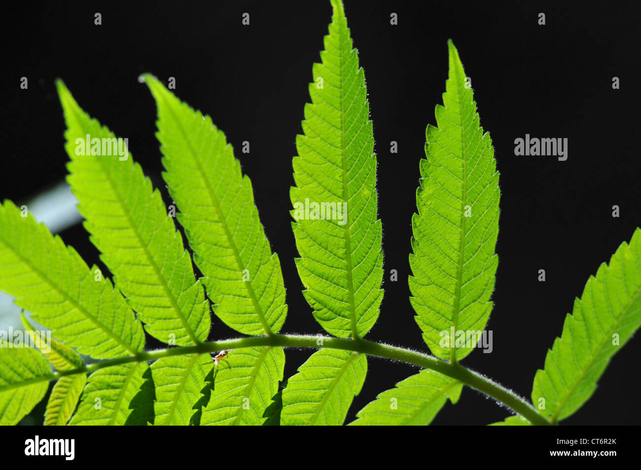 Leaves in summer Stock Photo - Alamy