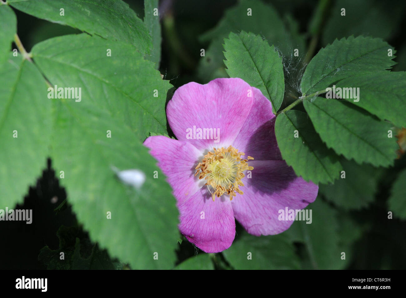 Wild roses hi-res stock photography and images - Alamy