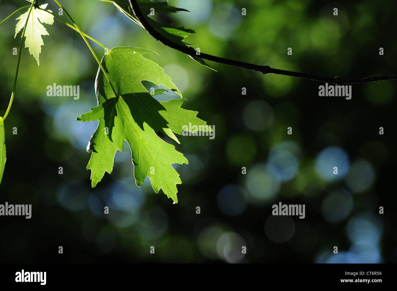 Maple leaf in summer Stock Photo - Alamy