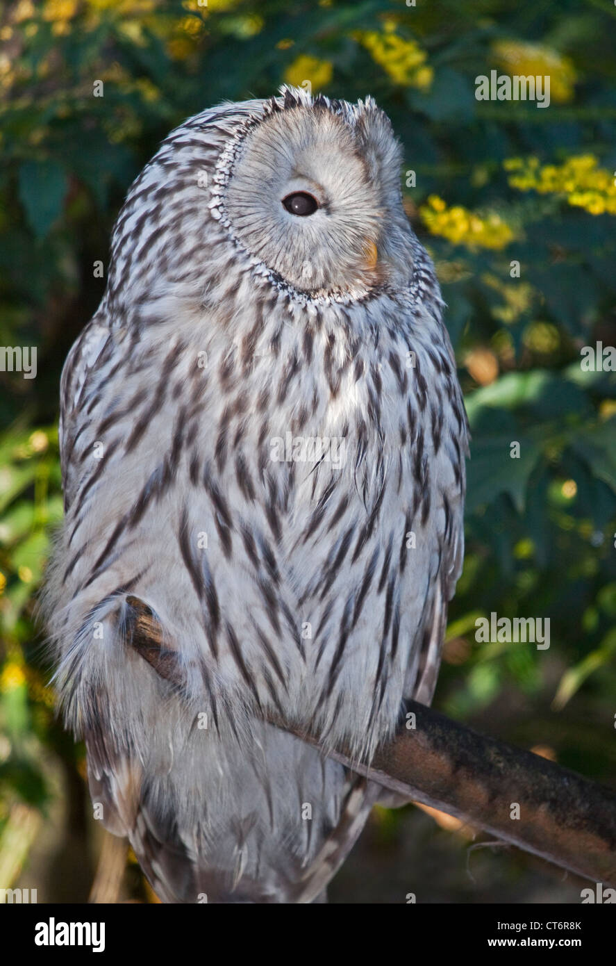 Ural Owl (strix uralensis Stock Photo - Alamy