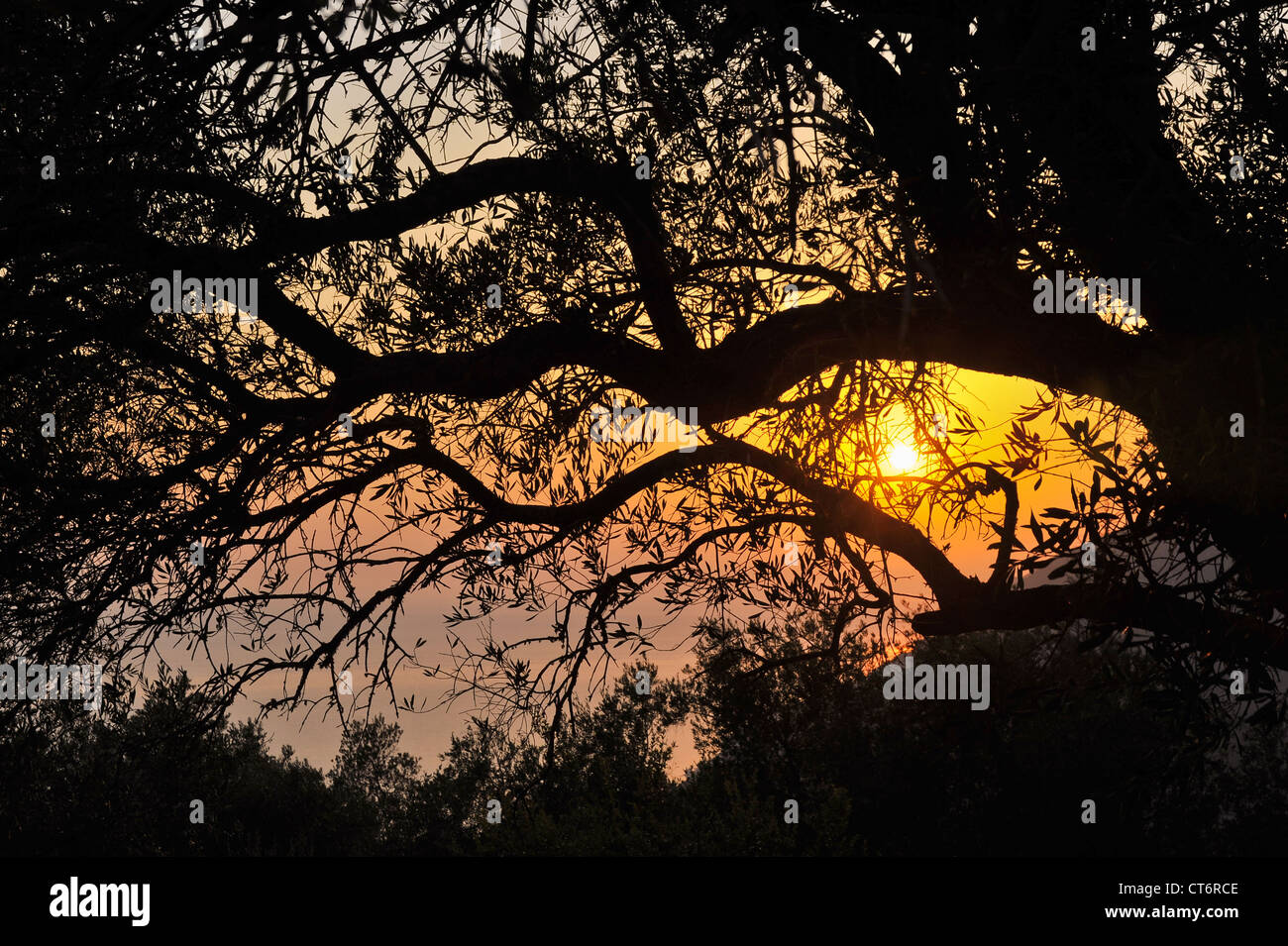 Sunset behind the tree hi-res stock photography and images - Alamy