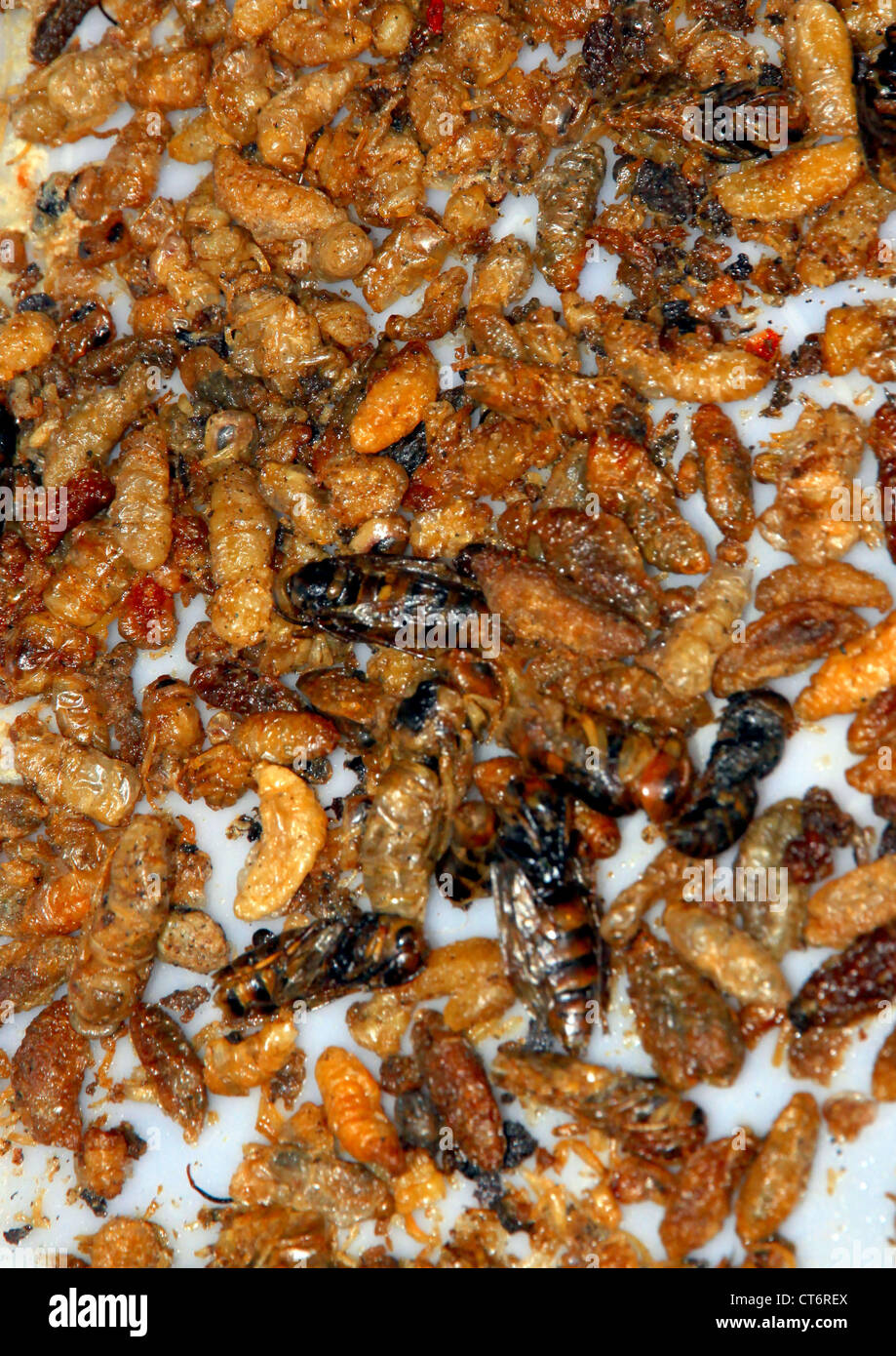 Roasted insects hi-res stock photography and images - Alamy