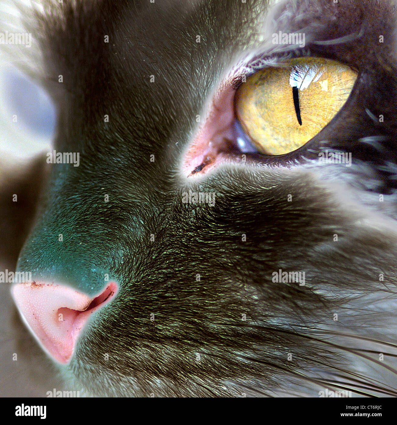 Portrait of a cat Stock Photo - Alamy