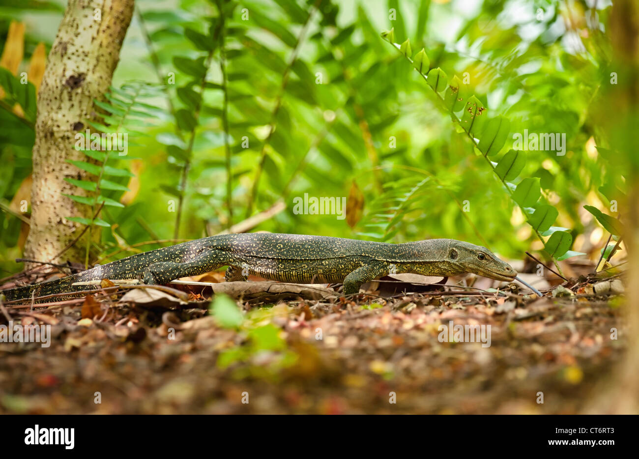 a goanna lizard walks along through the undergrowth Stock Photo - Alamy