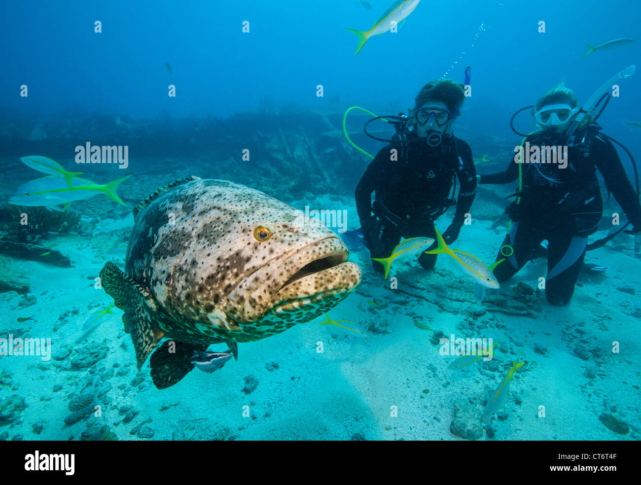 Scuba divers and goliath grouper Stock Photo - Alamy