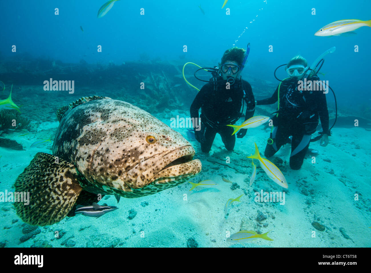Scuba divers and goliath grouper Stock Photo - Alamy