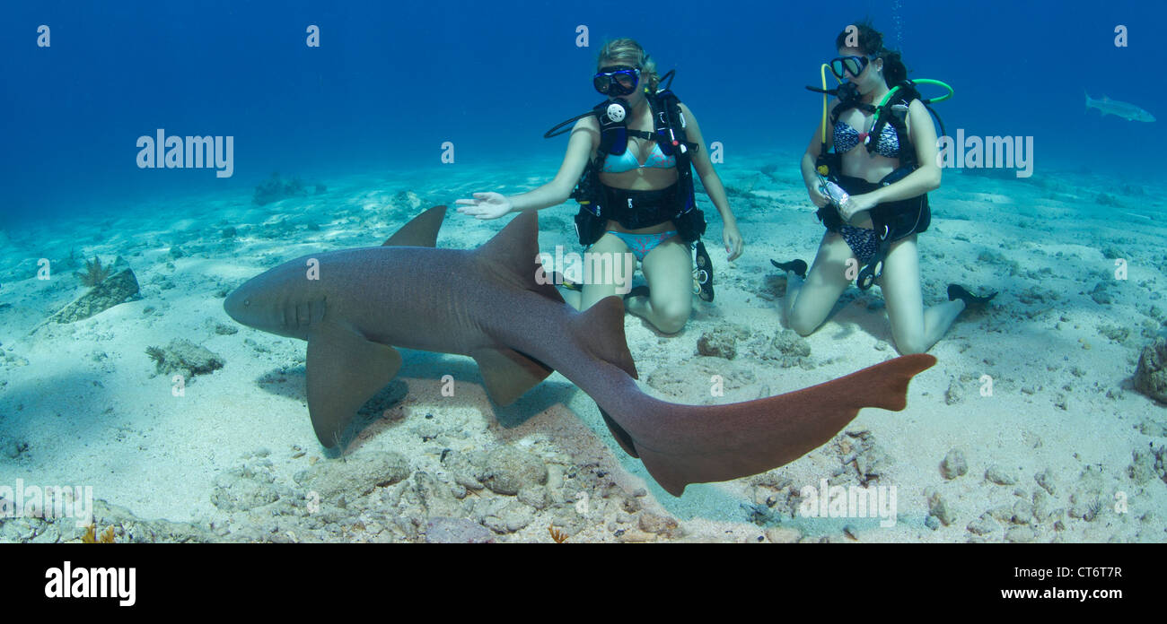 Scuba divers and nurse shark Stock Photo - Alamy