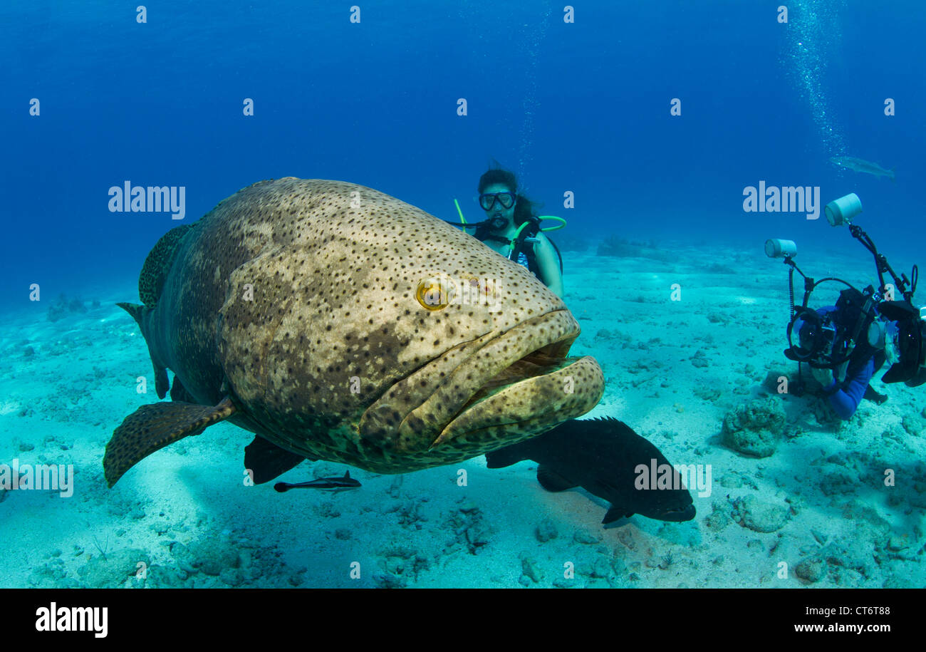 Goliath grouper hi-res stock photography and images - Alamy