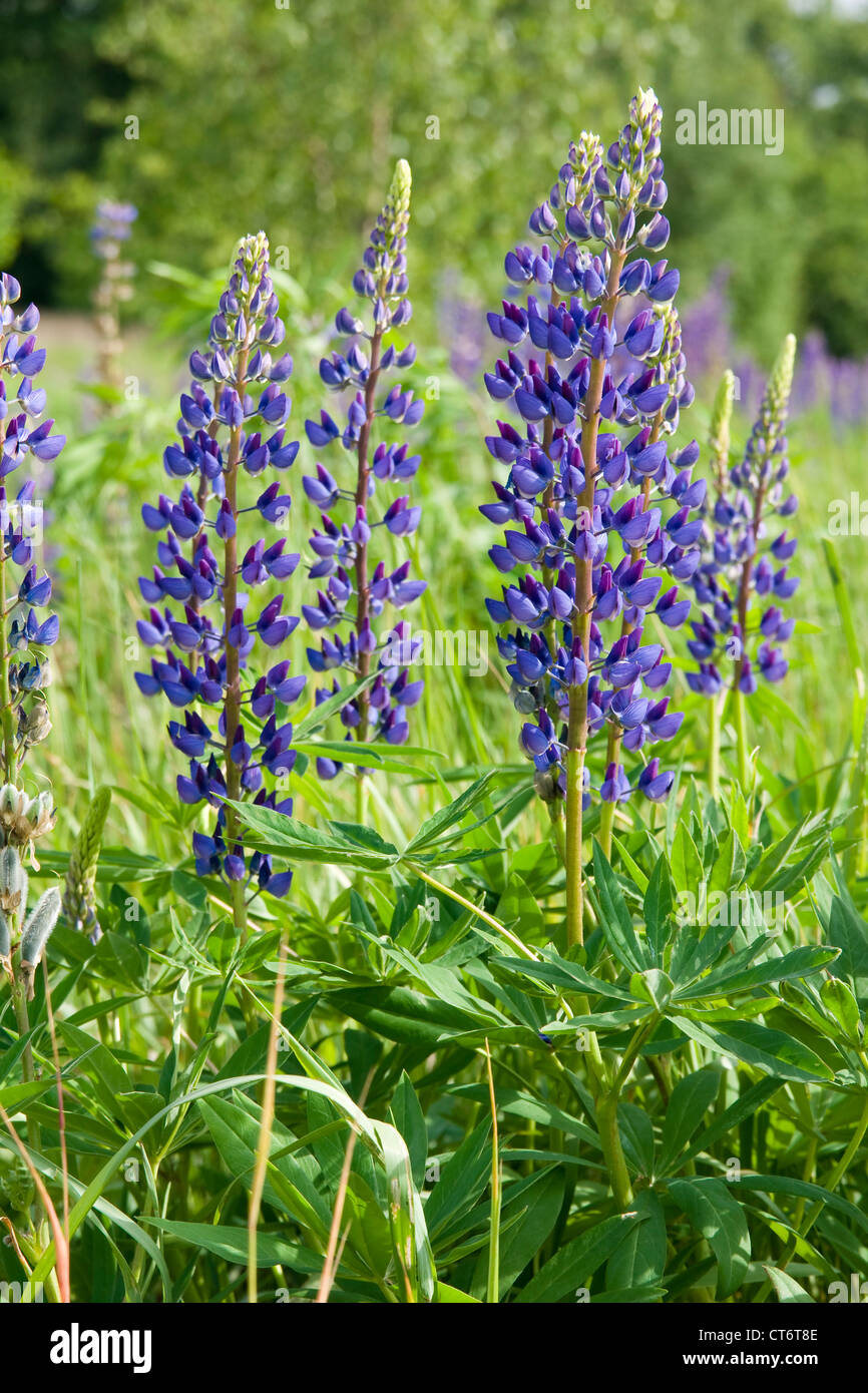 Lupin flowers (genus Lupinus Stock Photo - Alamy